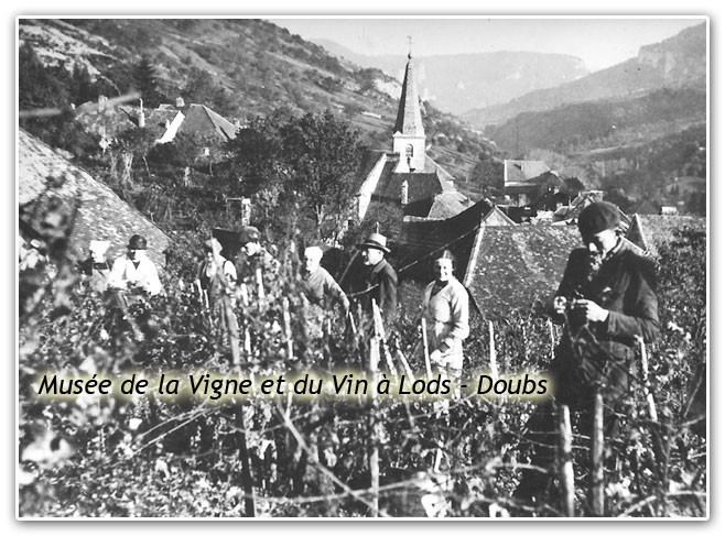 La vigne et les vignerons